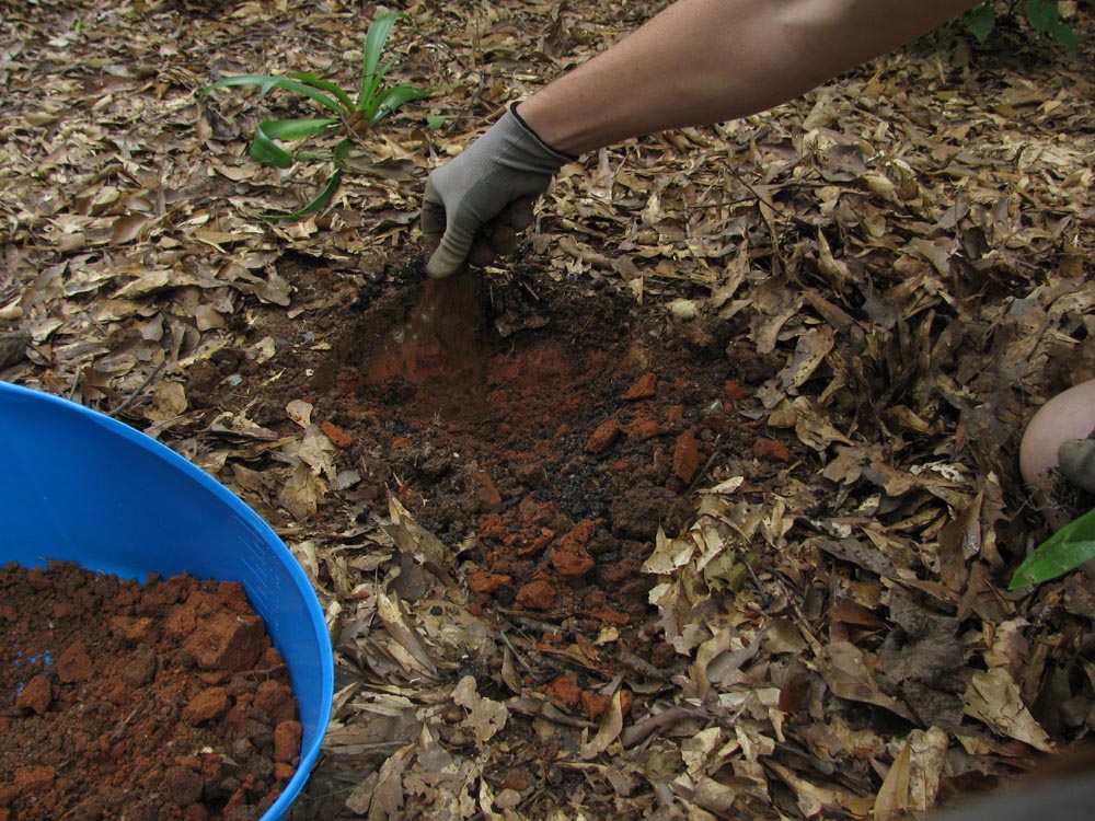 How to Put a Plant in the Ground - Beech Hollow Farms